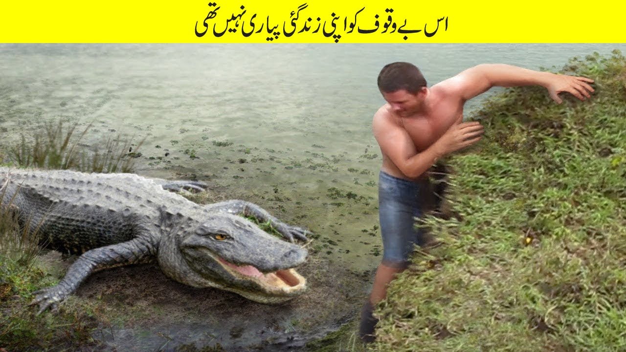 مگرمچھ کے یہ حملے آپ سب کو حیران کر دیں گے | Crocodile Shocking Attack ...