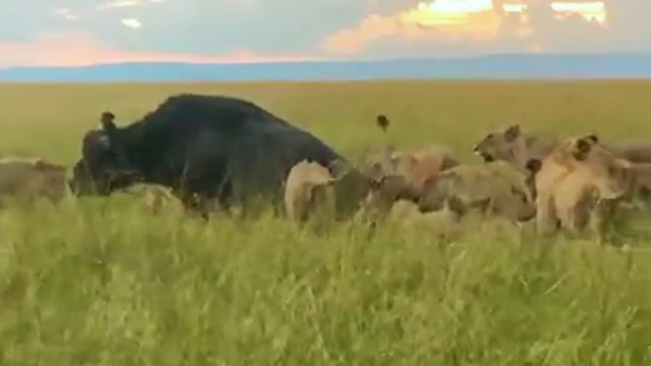Lions Hunting Buffalo | Lorkulop & Rongai Pride | Masaimara - YouTube
