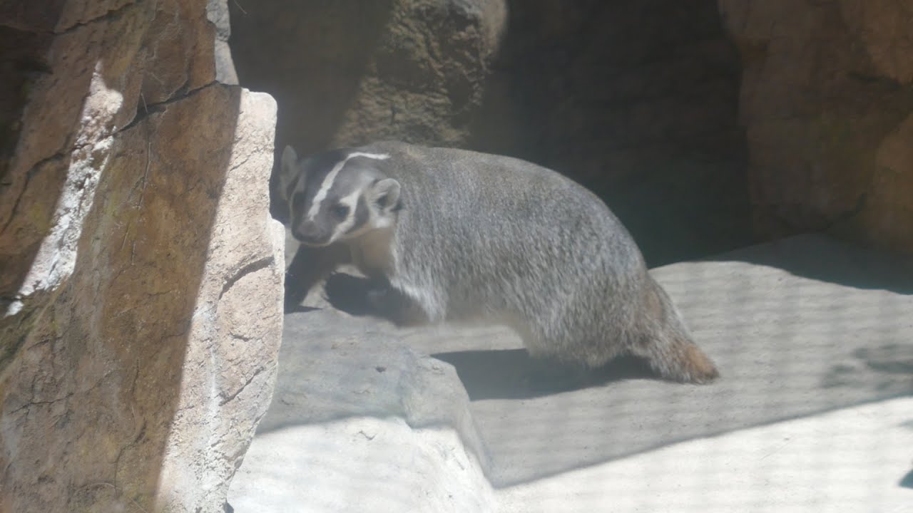 American Badger LA Zoo Los Angeles California USA Summer Sun Animals ...