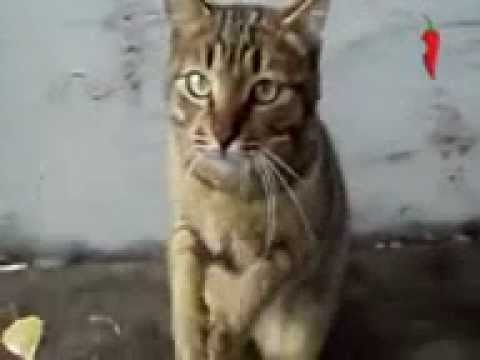 Umora Tancujut vse Kowachee disko 2013 s