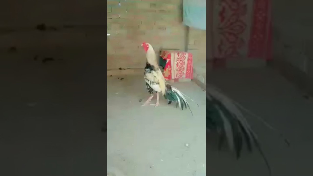 Pakistani Aseel Java Fighter Aseel Pure Pakistani Sindh Bread Java Murga Java Rooster - YouTube