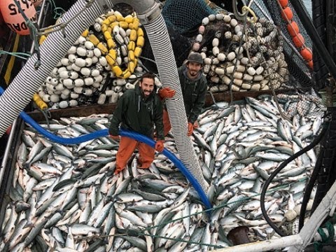 Amazing World Big Catch Trawler Fishing Boat - Lot Of Live Fish ...