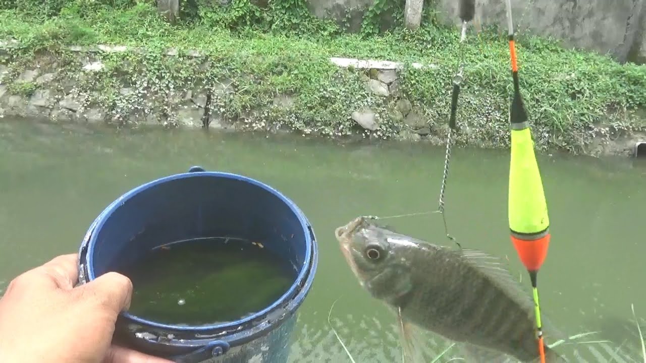 Mancing Liar Di Sungai Kecil Gini Banyak Babonnya ll Mancing Nila ...