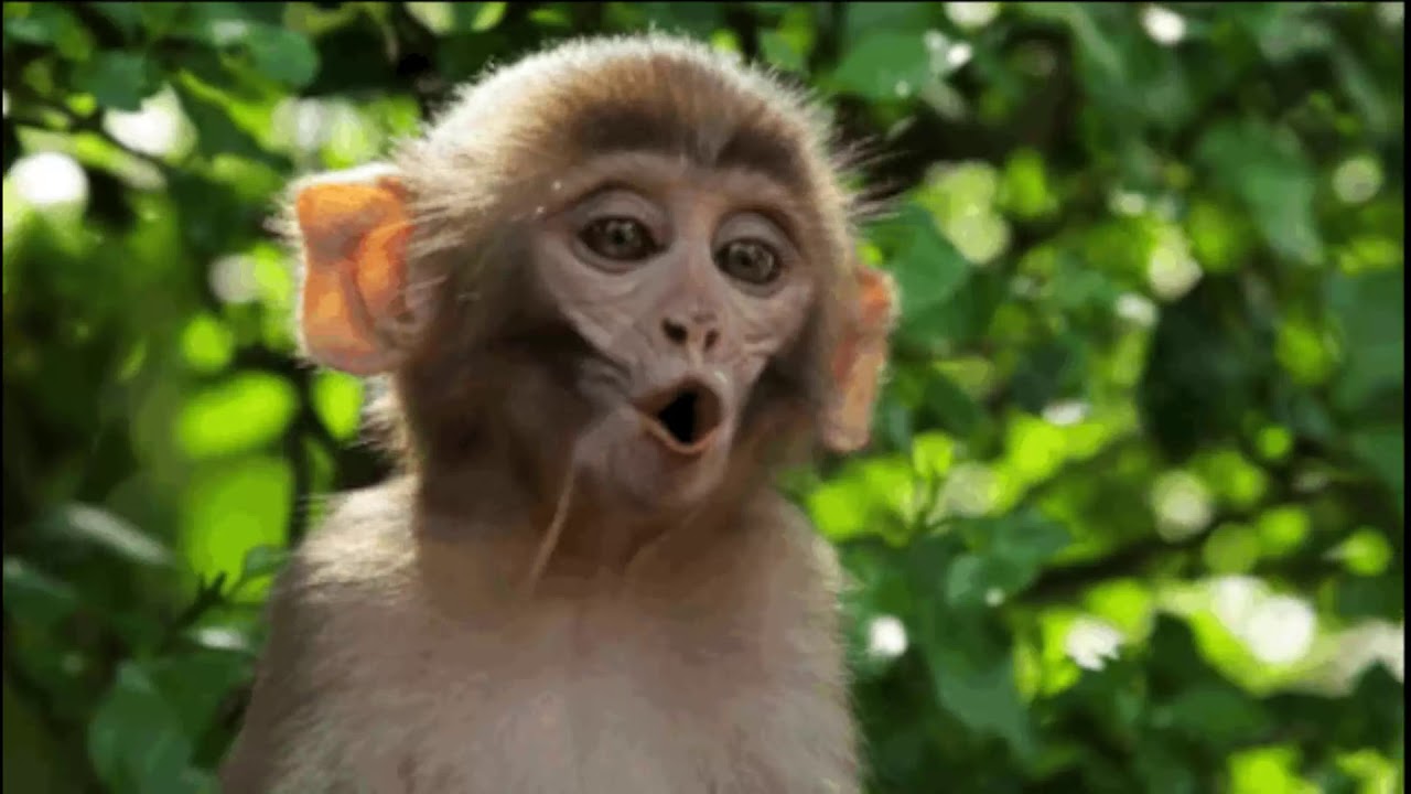 Dance Monkey - With Dancing Monkeys and Gorillas - YouTube