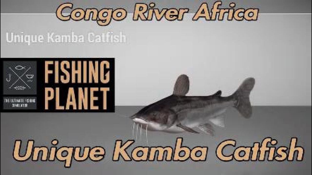 Fishing Planet - Unique Kamba Catfish Congo River Africa - YouTube