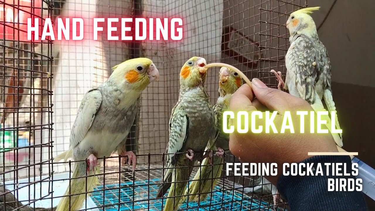 Cockatiel birds hand feeding||pearl Cockatiels hand tamed birds ...
