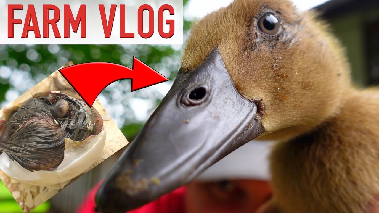 Hatching Duckling Stuck in the Shell So I Did This - YouTube