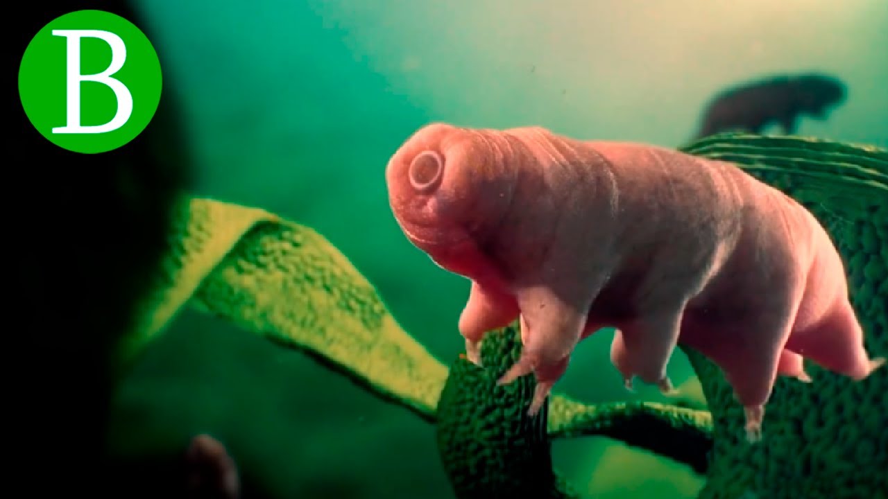 🐻💧OSOS DE AGUA BAJO EL MICROSCOPIO EN VIVO🔬🔴 - YouTube