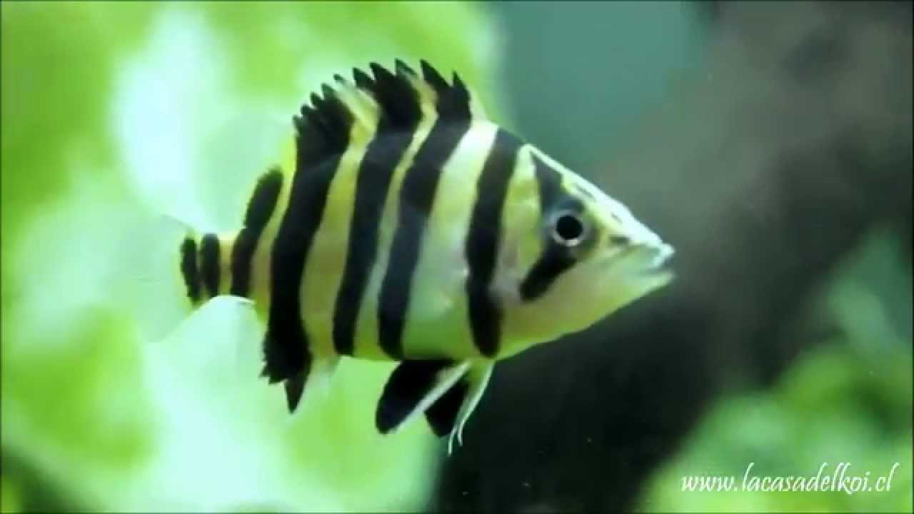 Indo Tiger Datnoid (Microlepsis) - YouTube