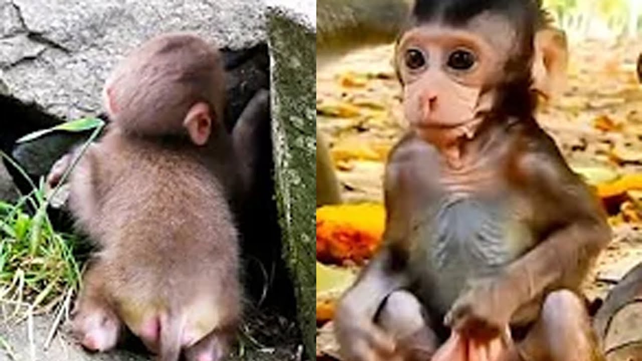 Poor Baby Monkey Has No Mother Beside Her, Her Body Is Dirty And Full ...