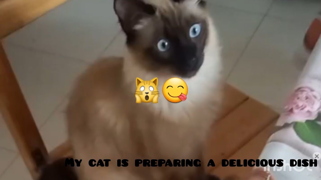 Watch my cat make sense while we cook the most delicious dishes - YouTube