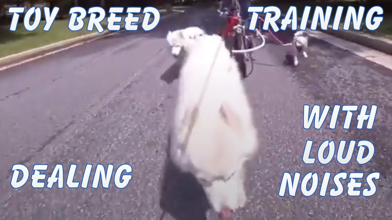 Dealing with LOUD Noise Distractions! - YouTube