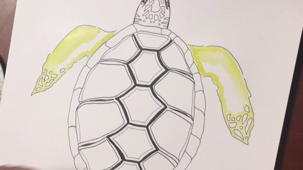 Loggerhead Turtle Watercolor & Ink - YouTube