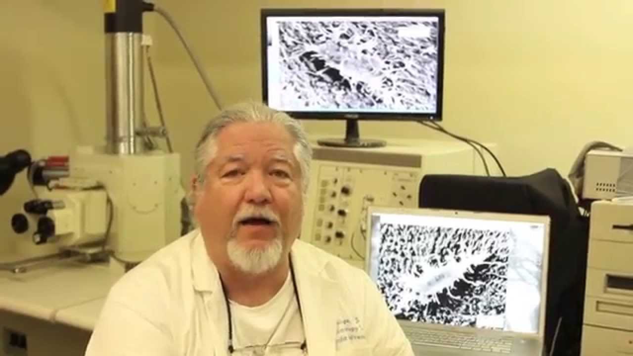 Episode2 - short intro to dino cells under scanning electron microscope ...