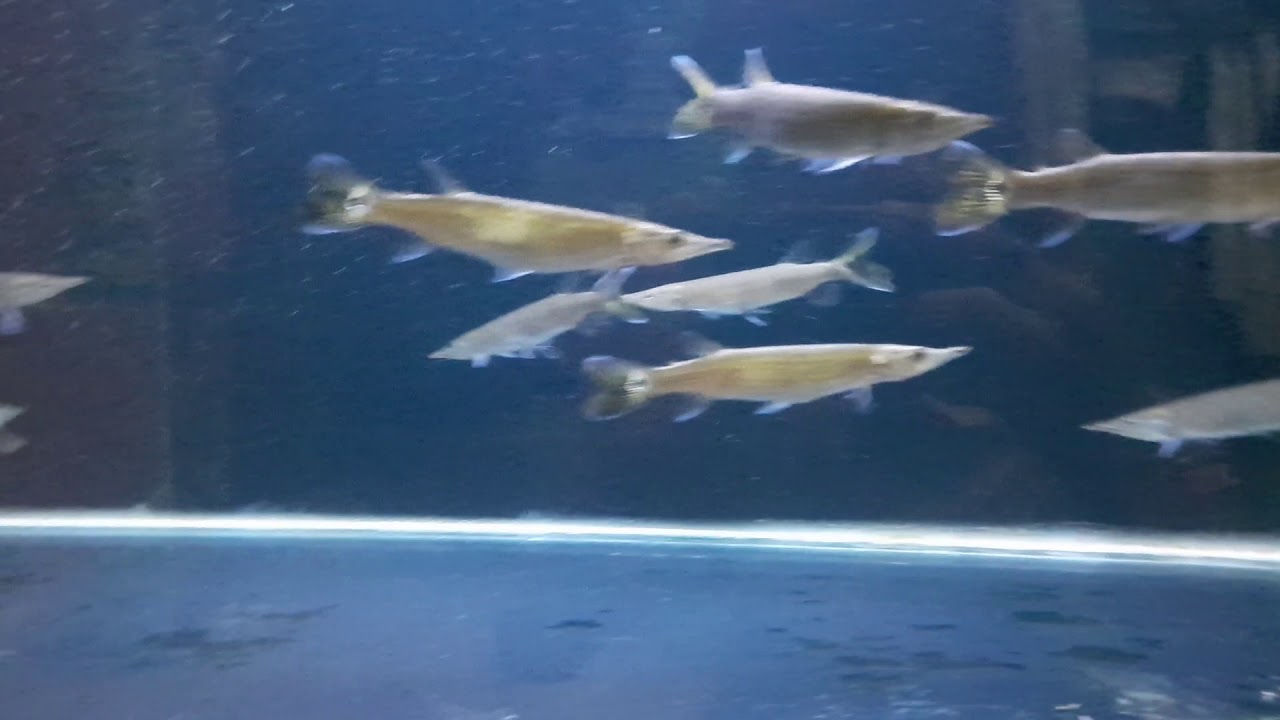 Predator Fish Hujeta Gar Si Roket Air Tawar And Tankmate Baby Ketang ...