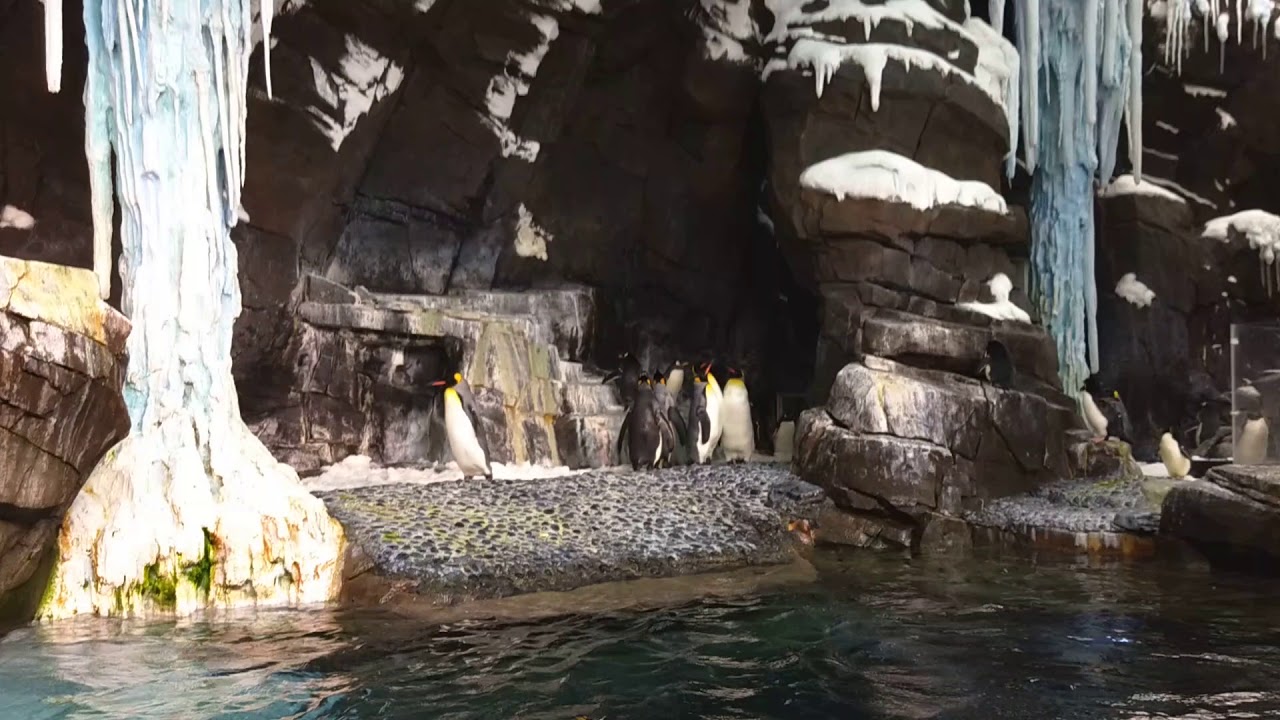 Sea World Penguins - YouTube