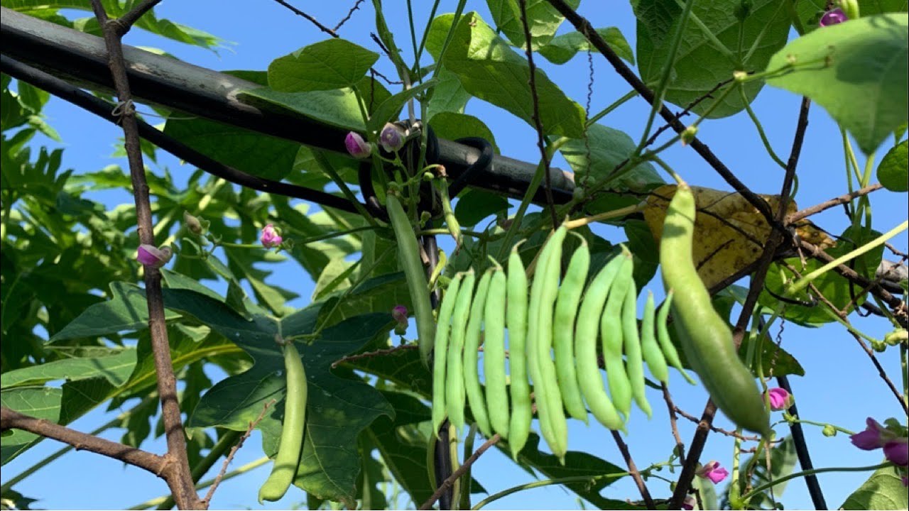 How to grow bush beans-Growing bush beans from seed - YouTube