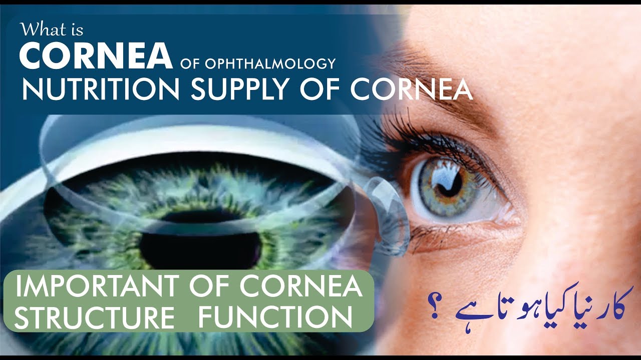 What is Cornea , Structure , Function and Eye disorders - YouTube