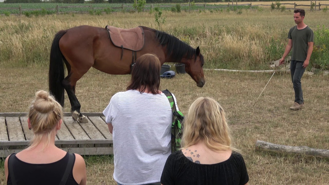 MUSTANG MAKEOVER 2018 Team Sebastian (TAG 3991) - Update 6 - YouTube