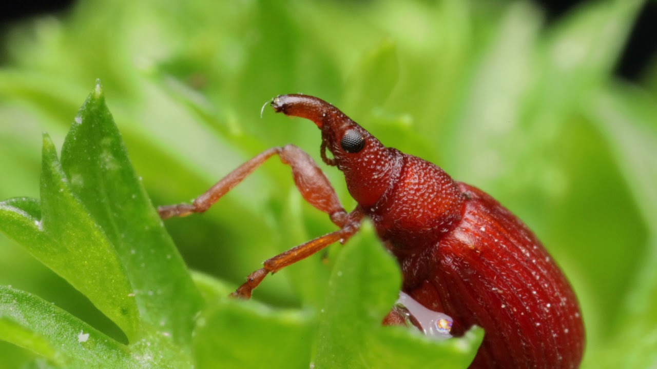 Sīksmecernieks Apion sp. - YouTube