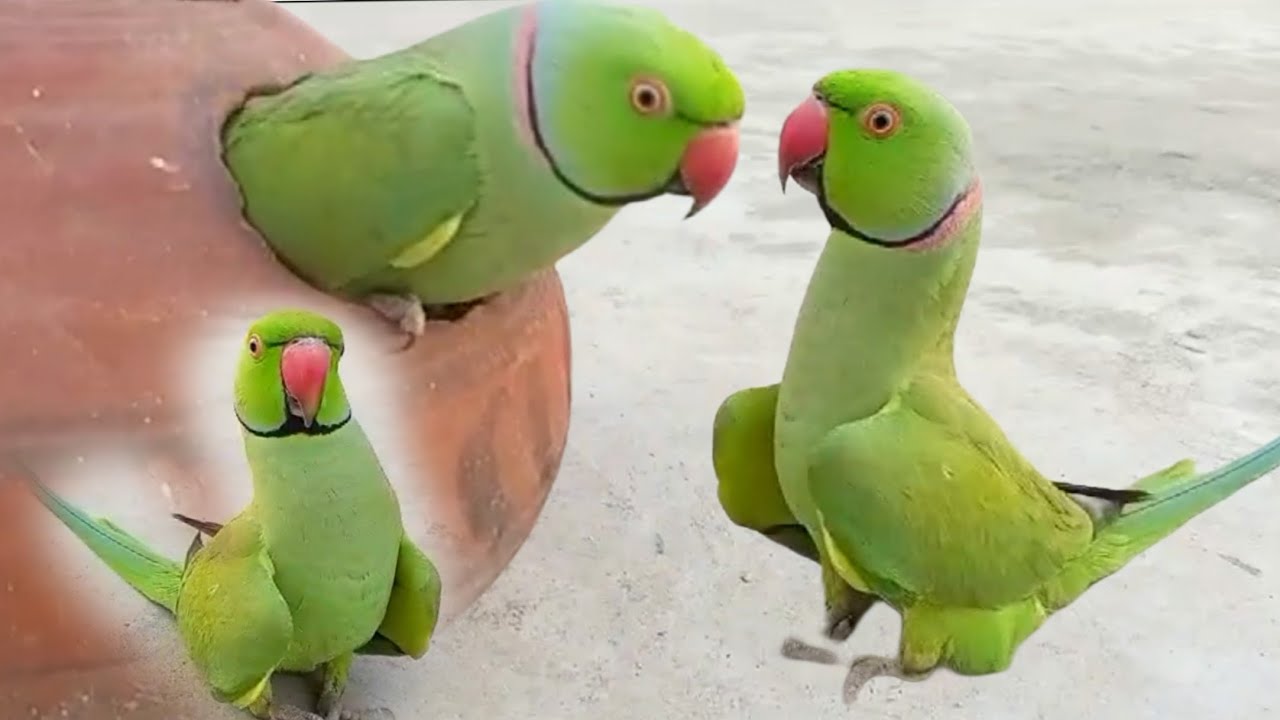Parrot Dance Show Parrot Male Video - YouTube