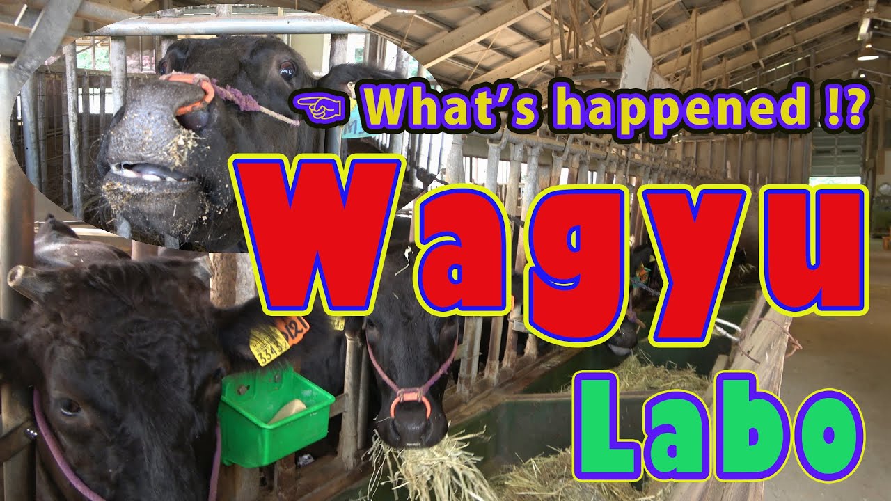Japan Travel | Wagyu Laboratory | Shimane - YouTube