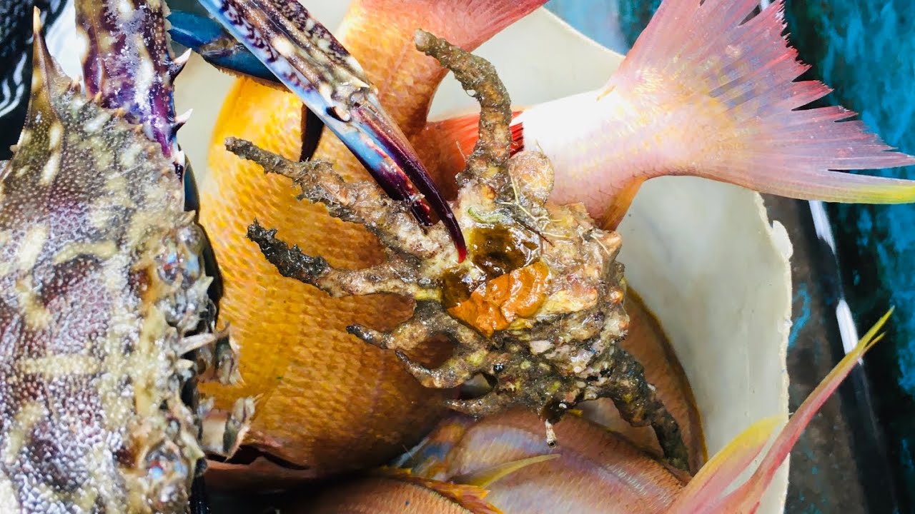 LAMBAY KUHA SA FISH TRAP #TotingsVlog #fishing #fish #fishingvideo ...