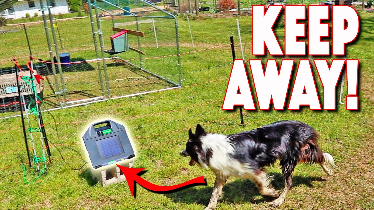 Powerfields Solar Fence Charger And Poultry Net Setup! Will THIS ...