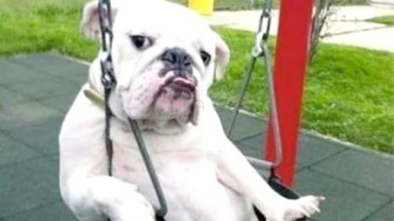 Funny Dogs | A Funny Dog Videos Compilation - YouTube