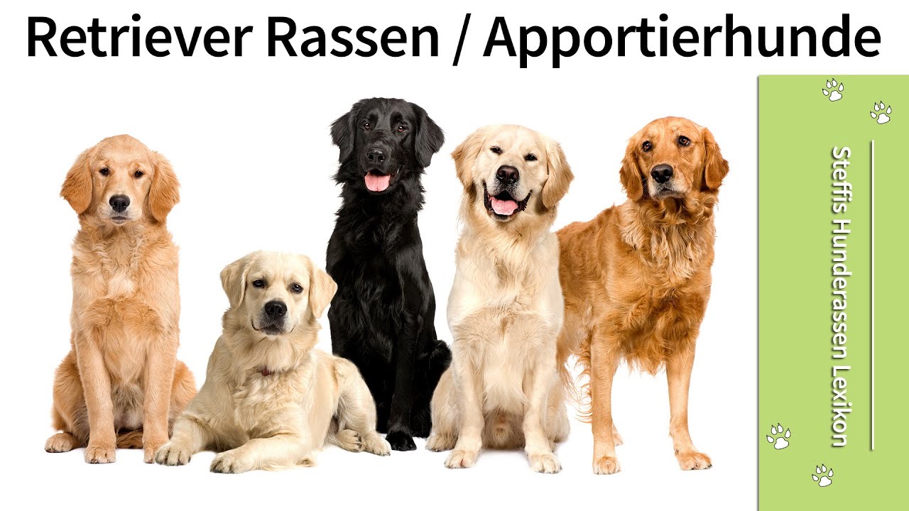 Steffi`s Hunderasse Lexikon ️ Retriever Rassen / Apportierhunde ️ Die ...