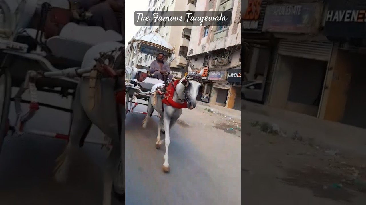 Tangewala on the road #ytshorts #shortsfeed #subscribe #support # ...