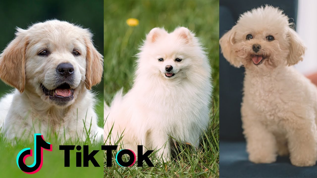 Funny DOGS of TikTok ~ Best Doggos of TIK TOK Compilation! ~ SG Funny ...