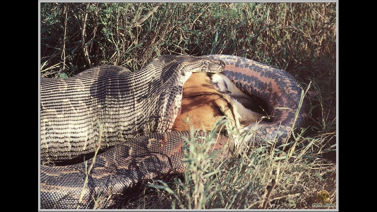 Big Snake Eats Deer ( Python Snake ) - Snake Vs Deer - YouTube