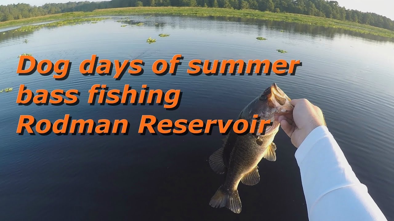 Dog days of summer bass fishing rodman reservoir - YouTube