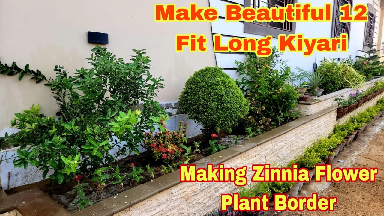 Zinnia Flower Plant Border in My little Garden, Decorate 12 Fit Long ...