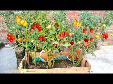 Creative Idea To Grow Lots Of Tomatoes In Wooden Containers|How To Grow ...