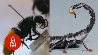 How to Draw Sting | WWE | Safe Videos for Kids