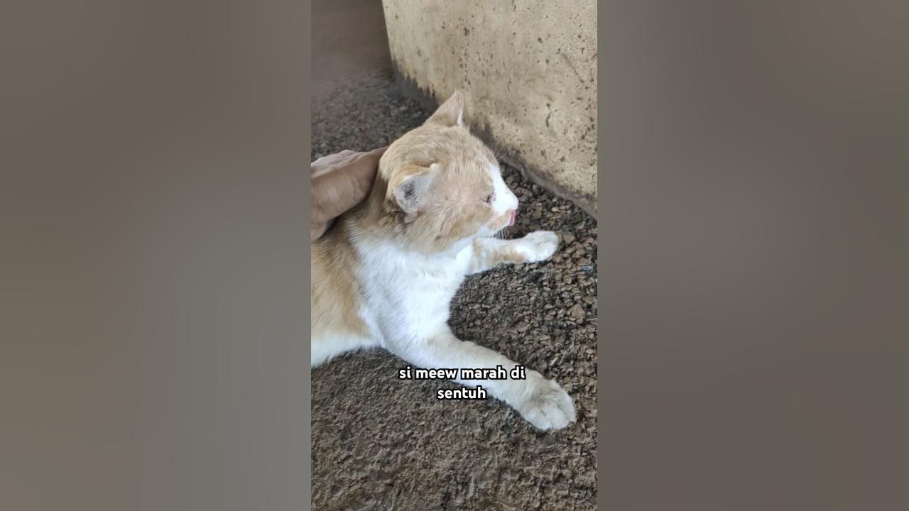 si meew udah kenyang makan marah di sentuh#shorts#cat#kucingblasteran#catlover#cat#meooww - YouTube