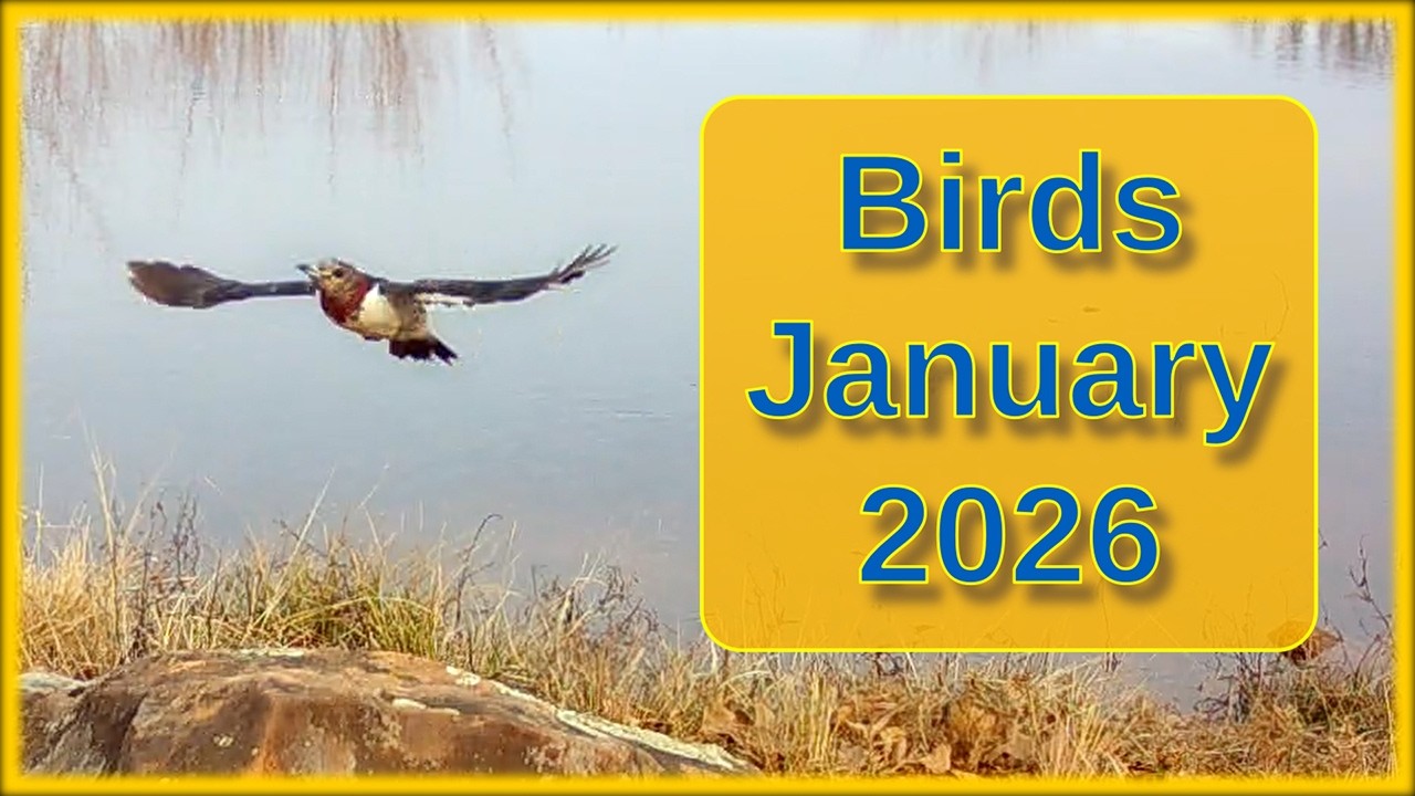 Winter birds in January 2026 - with some snow and ice! - YouTube