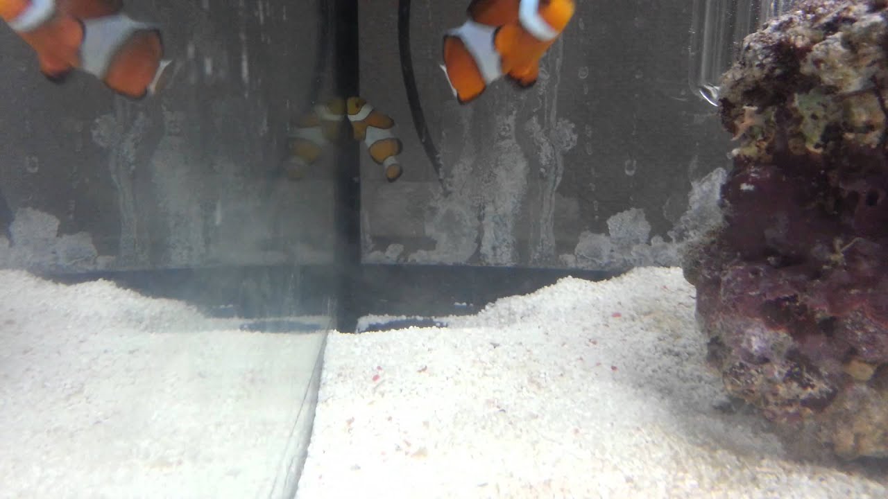 Clownfish - Odd Behaviour (Fast breathing and laying on side) - YouTube