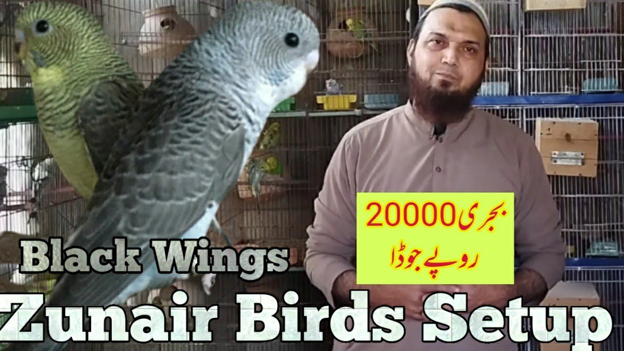 Zunair Birds Setup latest update|Black wings add in Zunair Birds Setup ...