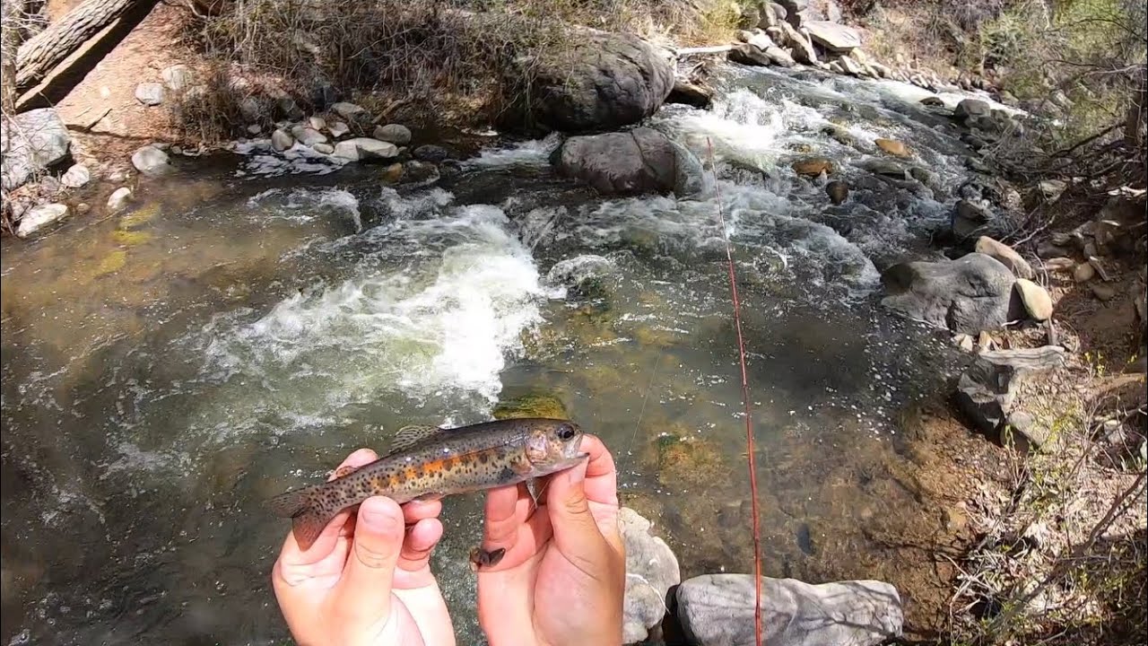 MICRO Trout Fishing in a Small Creek! - YouTube