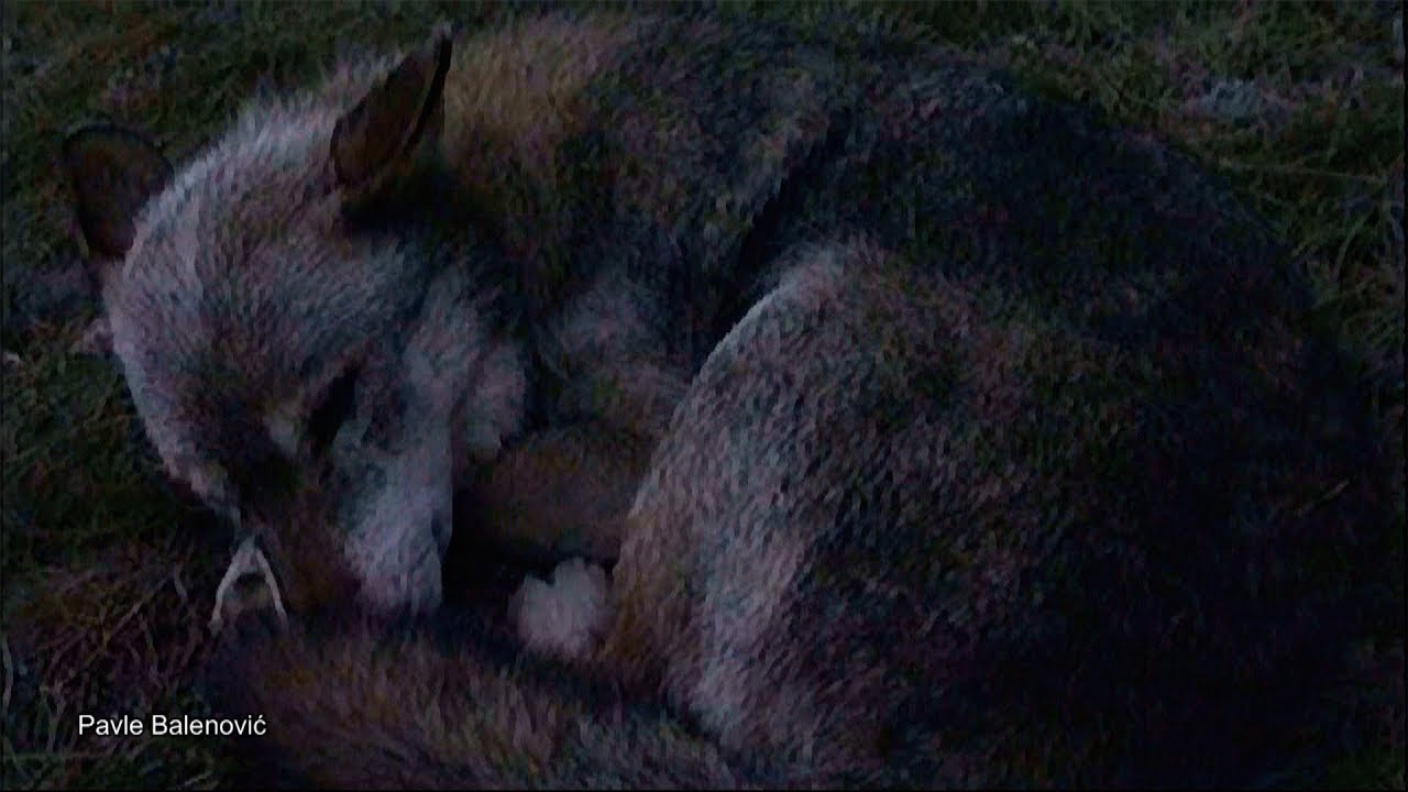 german-shepherd-wolf-grown-up-together-dream-or-real-life-story