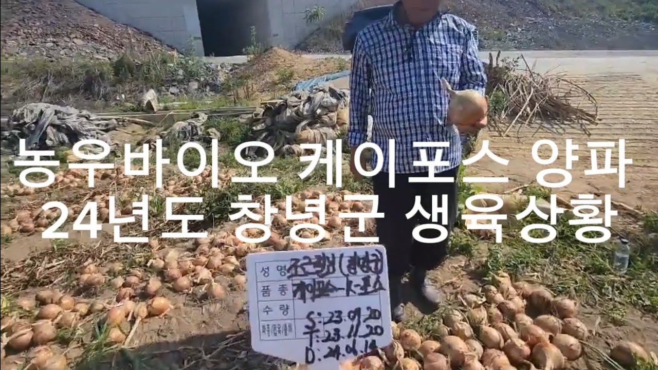 농우바이오케이포스양파종자24년도 창녕군생육상황 240625화손범규농합육묘장 농우바이오 거창대리점 가조농약종묘사 양파농사 잘 짓는법 1좋은 품종 선택 2 농합면역