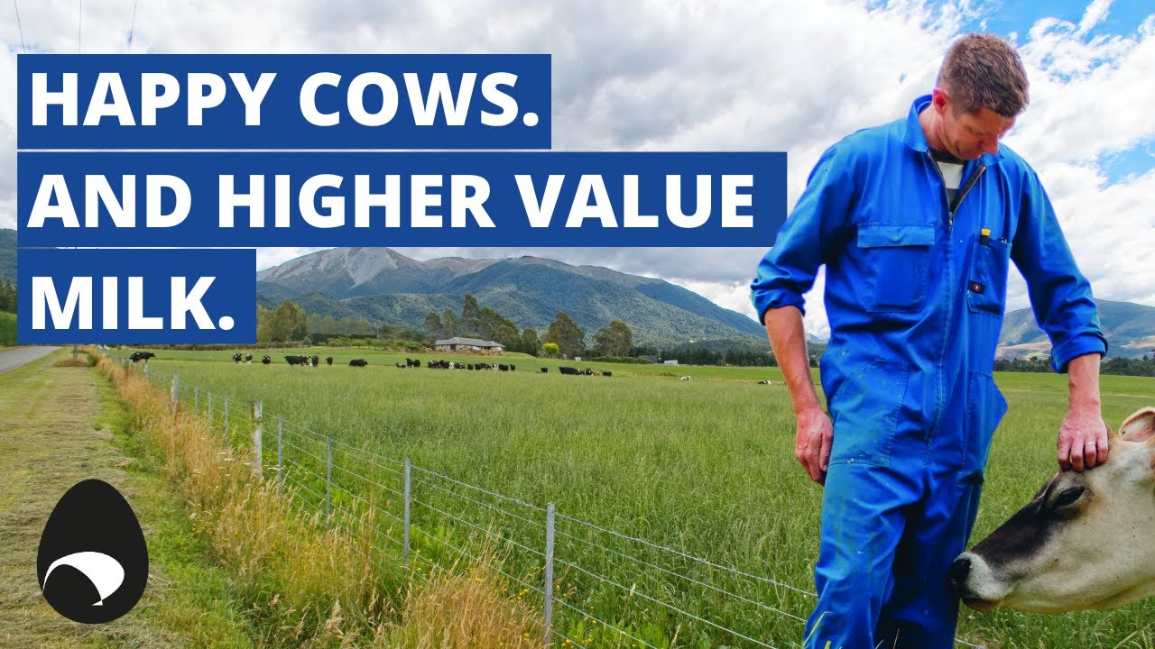 Glen Herud Happy Cow Milk Company 094 YouTube glen-herud-happy-cow-milk-company-094-youtube