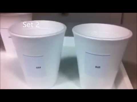 Paired Preference Test (Experiment 6) - YouTube