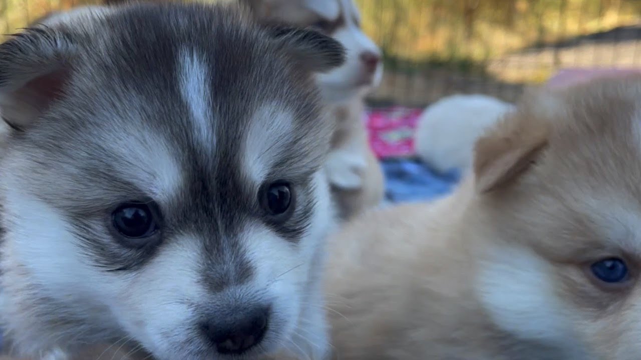 Best Bowtie Pomsky Love - True F1, 1st Generation Pomsky Puppies ...