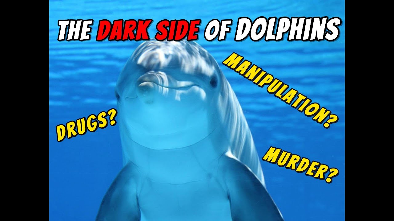 The Disturbing TRUTH About Dolphins! - YouTube