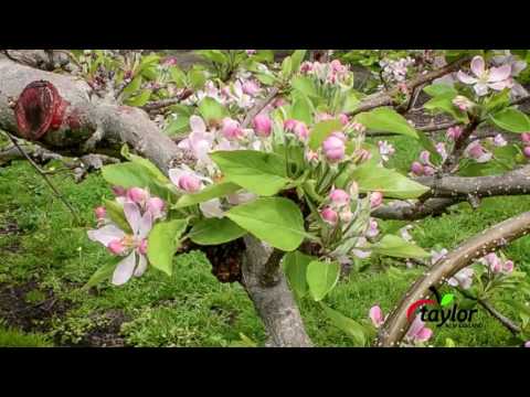 Apple blossoms Time Lapse