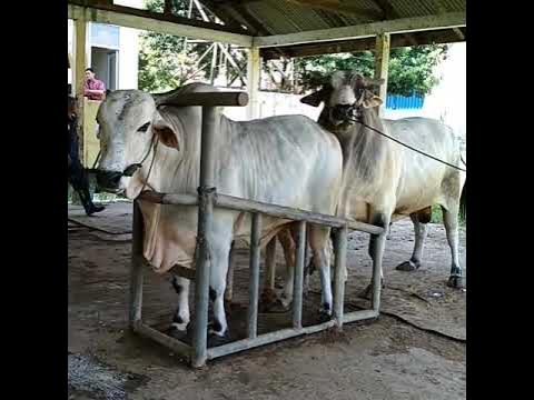 Proses pengambilan sperma sapi - YouTube